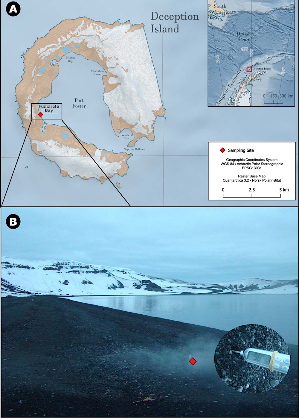 Hot life in Antarctica: A Novel Metabolically Versatile Pyrodictiaceae ...