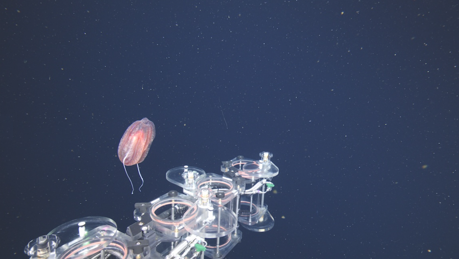 Ocean Planet Recon: MBARI and Monterey Bay Aquarium Complete Expedition ...